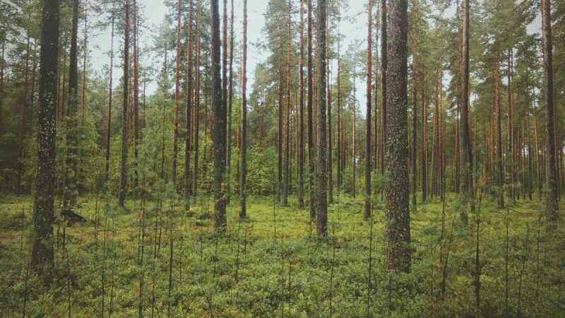 Anna Adamyan: Schwangere Anna Adamyan musste...